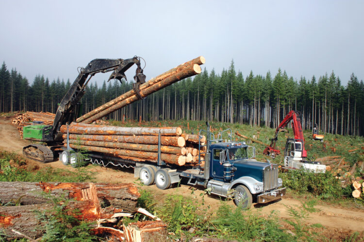 How to Sell Timber From Your Land - Grit